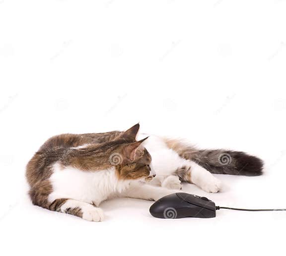 Beautiful Cat with Computer Mouse Stock Photo - Image of animal, full ...