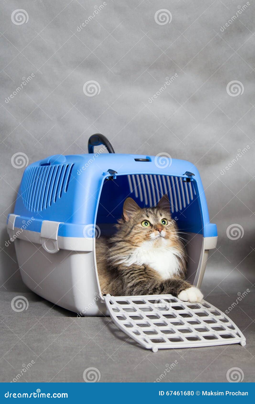Beautiful Cat in a Container for Transport Stock Photo - Image of cure ...