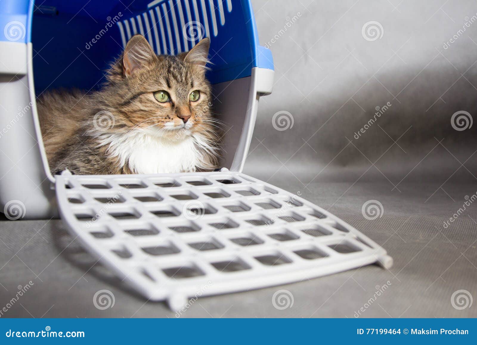 Beautiful Cat in a Container for Transport Stock Photo - Image of house ...