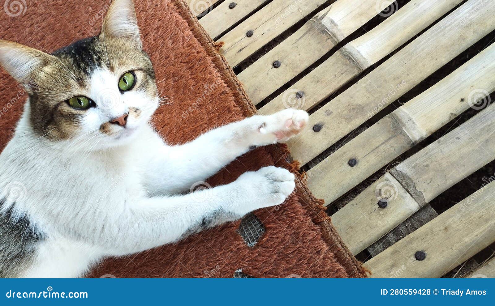 A Beautiful Cat that is Disturbed when it Wants To Sleep Stock Photo ...