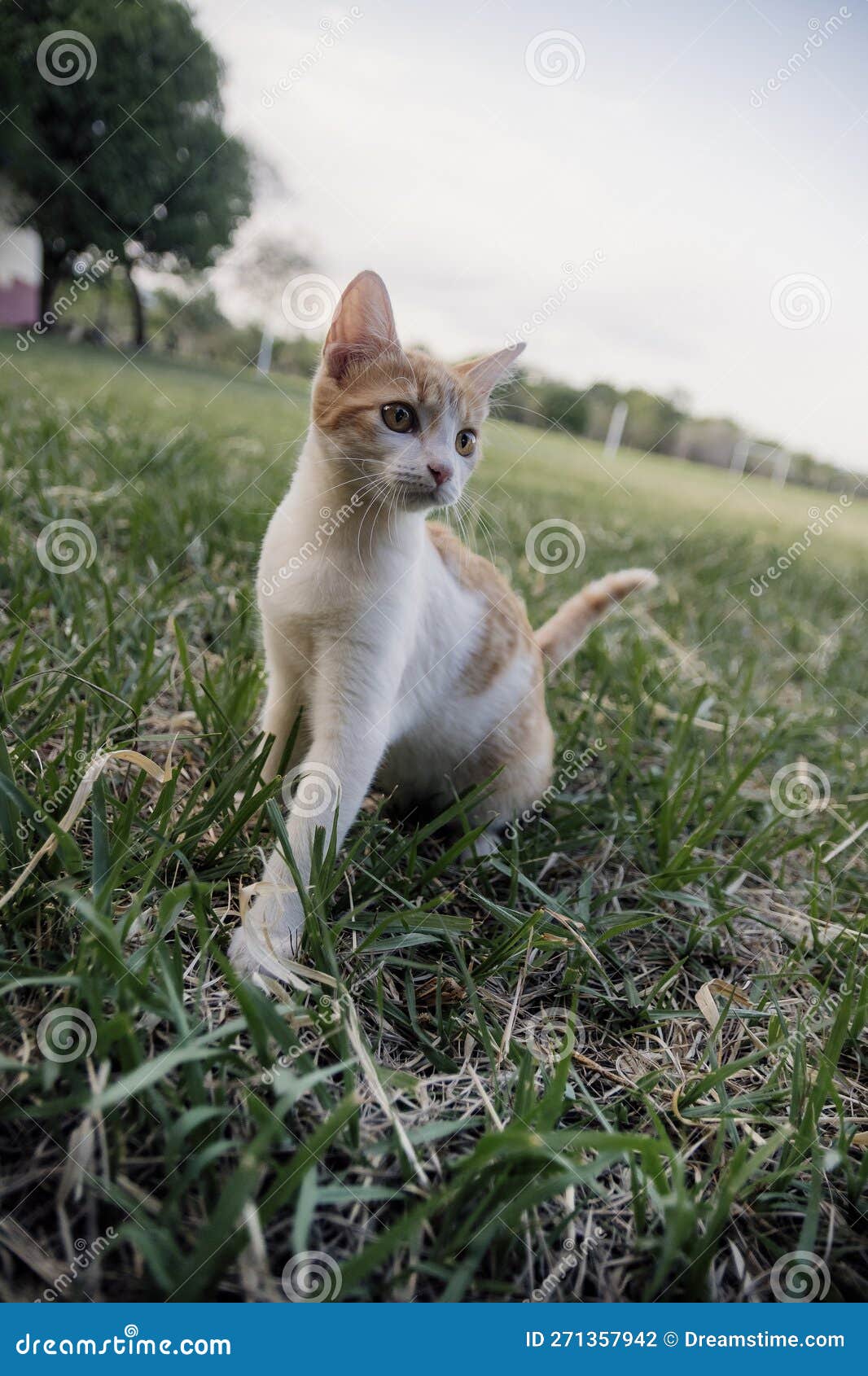 Beautiful Cat Enjoying a Nice Day Stock Photo - Image of woman, rest ...