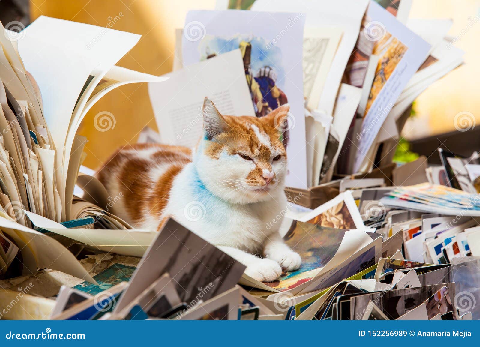 Beautiful Cat at the Entrance of a Library in Venice Stock Image ...
