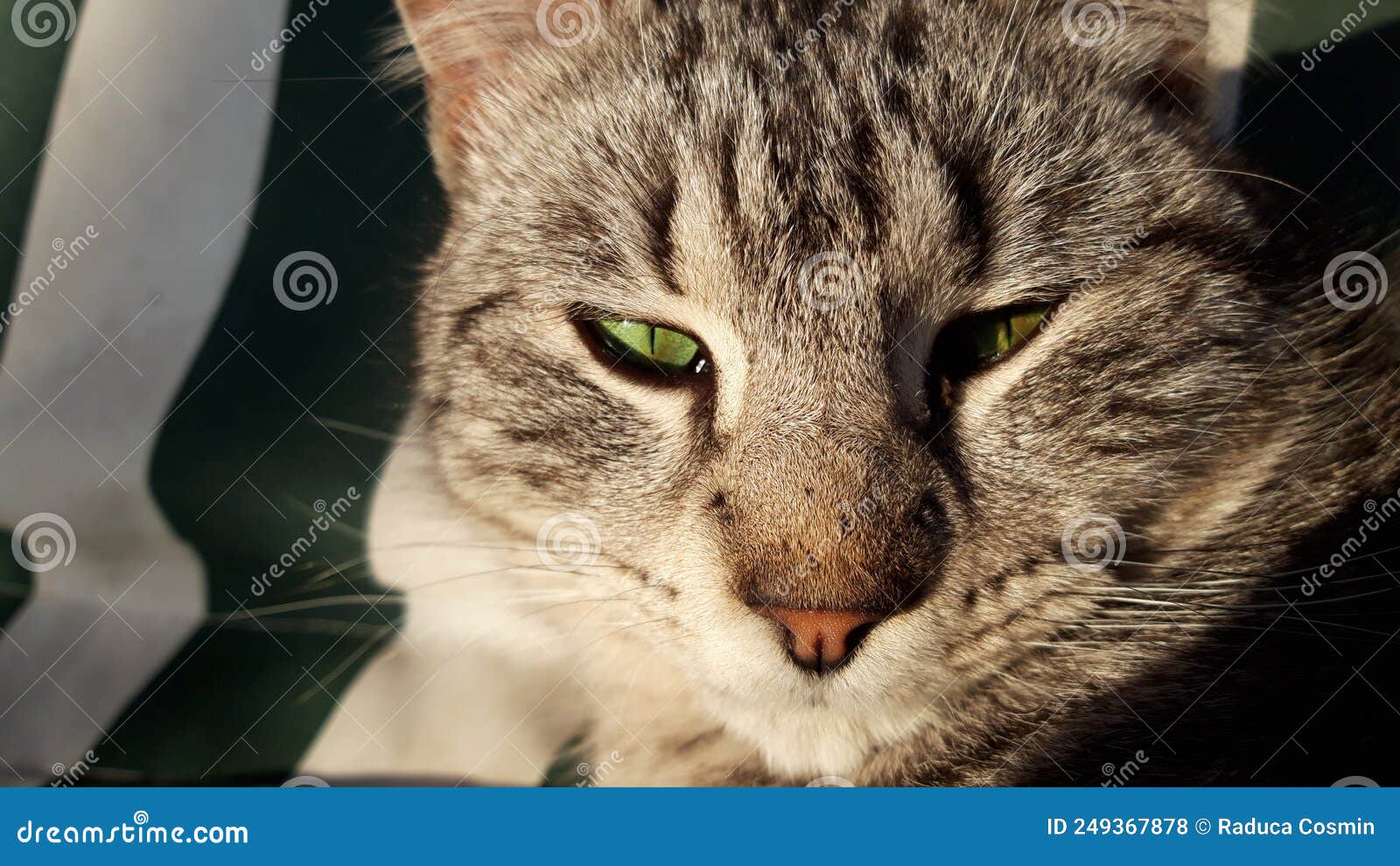 Beautiful cat face stock photo. Image of wildcat, carnivore - 249367878
