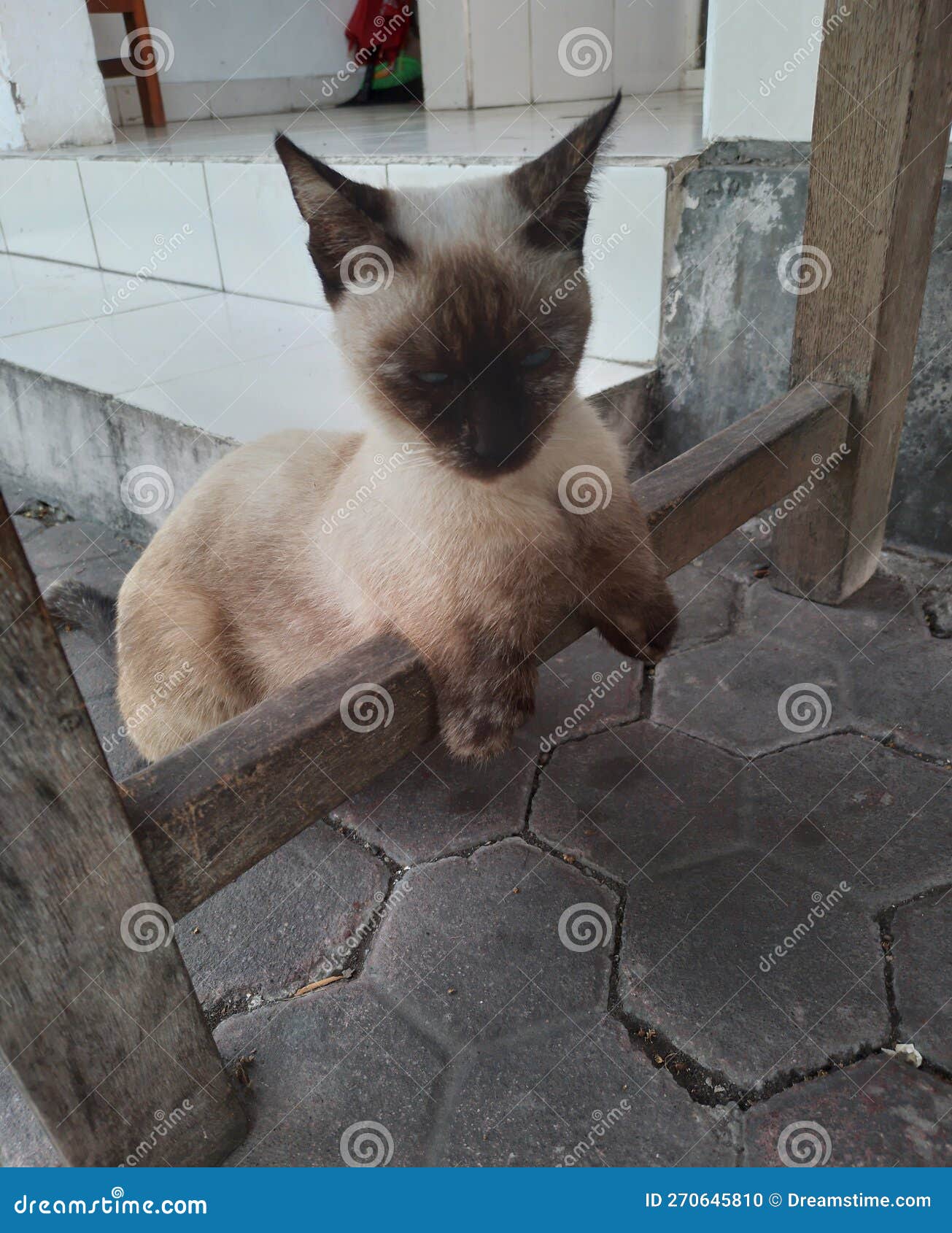 Beautiful Cat without Front Legs Stock Photo - Image of beautiful, nose ...