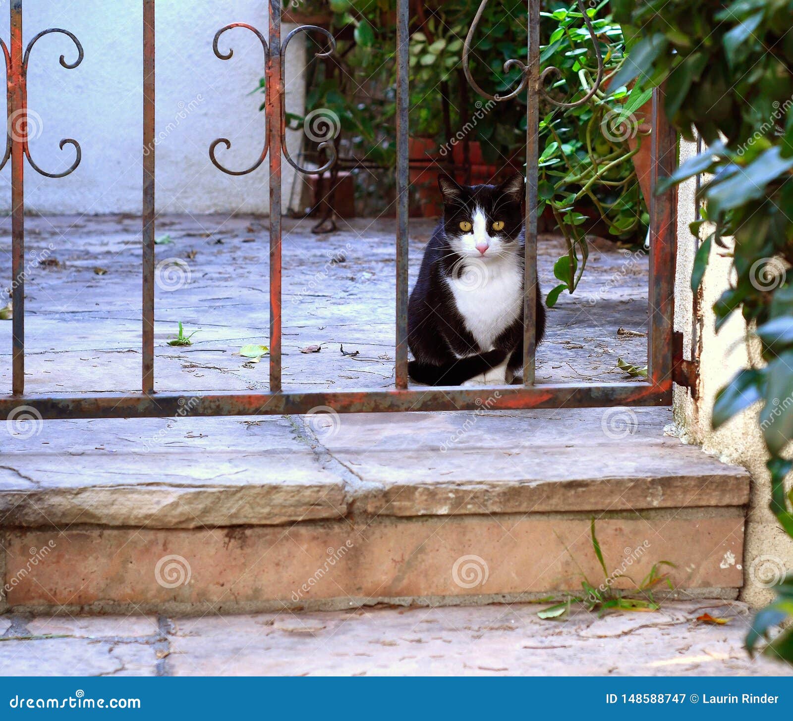 Beautiful Cat Guards the Front Door Stock Image - Image of friend ...