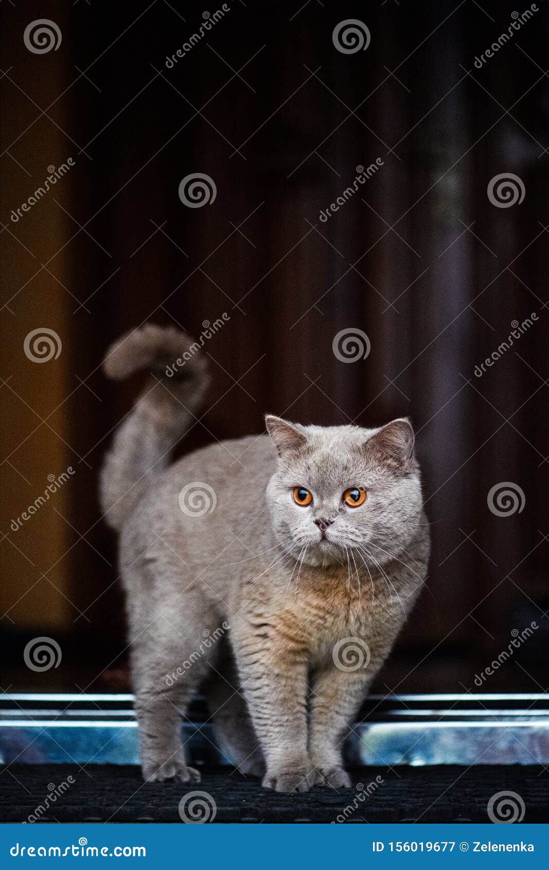 Beautiful cat in home stock image. Image of kitten, fluffy - 156019677