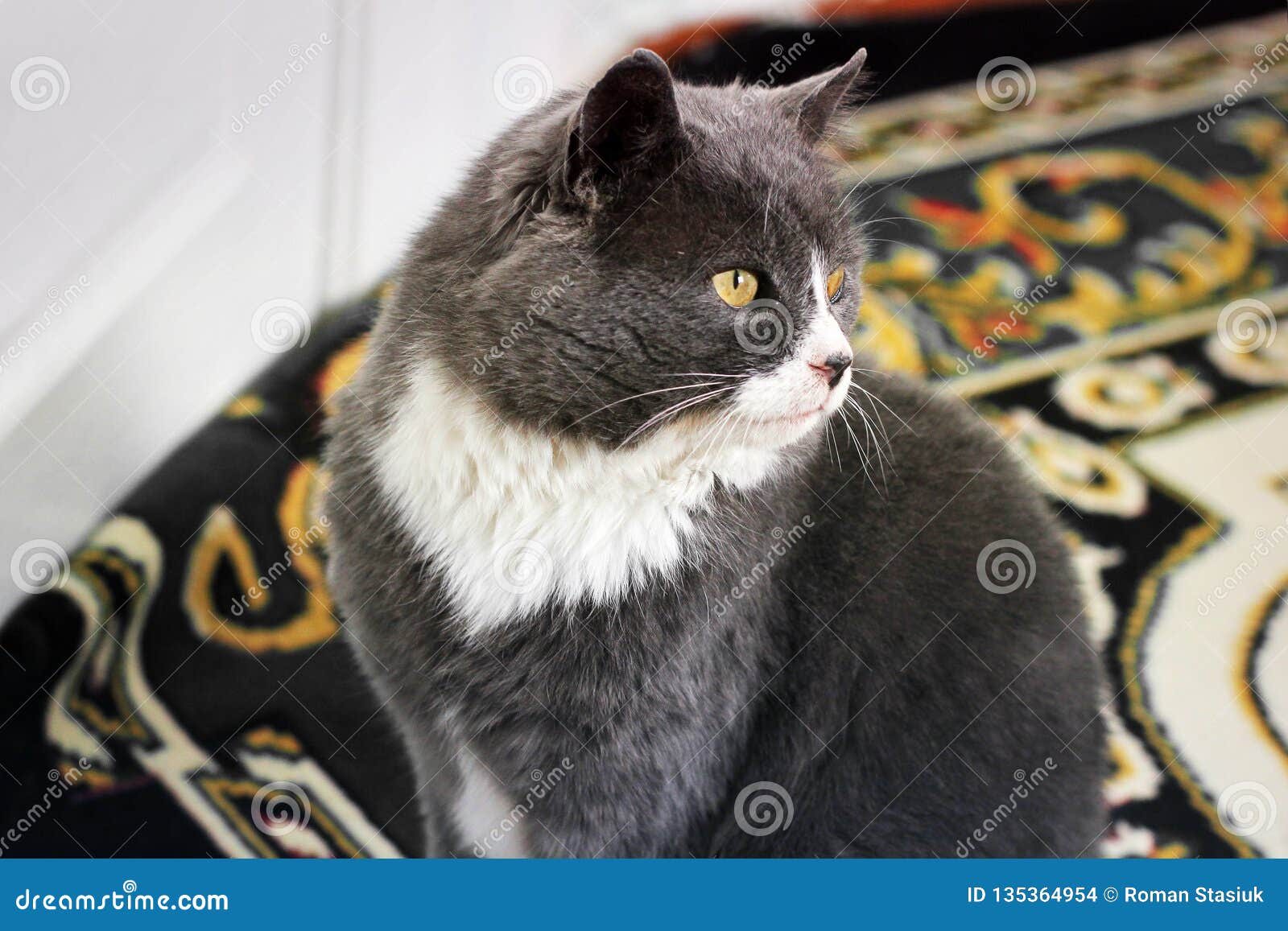 Beautiful cat in the house stock photo. Image of childhood - 135364954