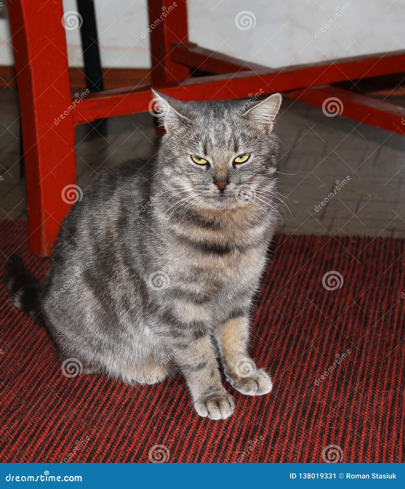 Beautiful Cat in the House. Stock Image - Image of superstition ...