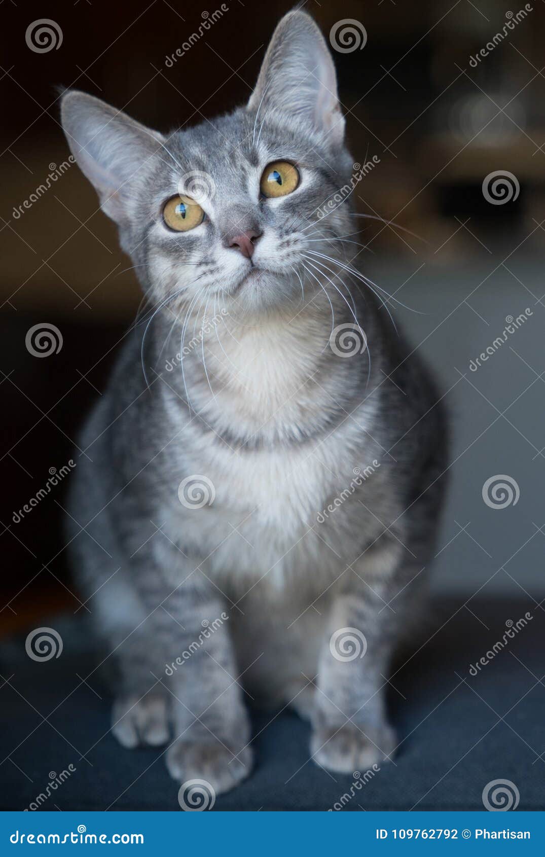 Cat Kitten with Curious Expression Stock Photo - Image of eyes, field ...