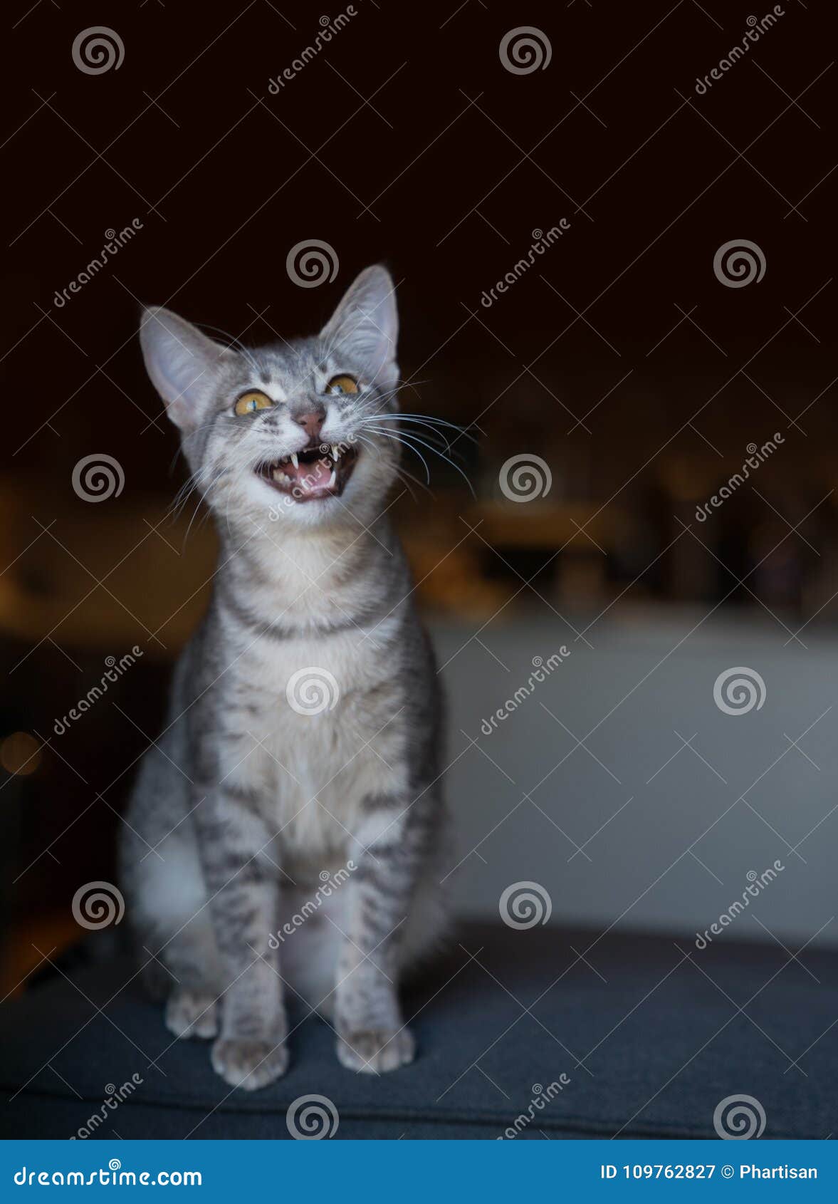 Cat Kitten with Curious Expression Stock Image - Image of face, nature ...