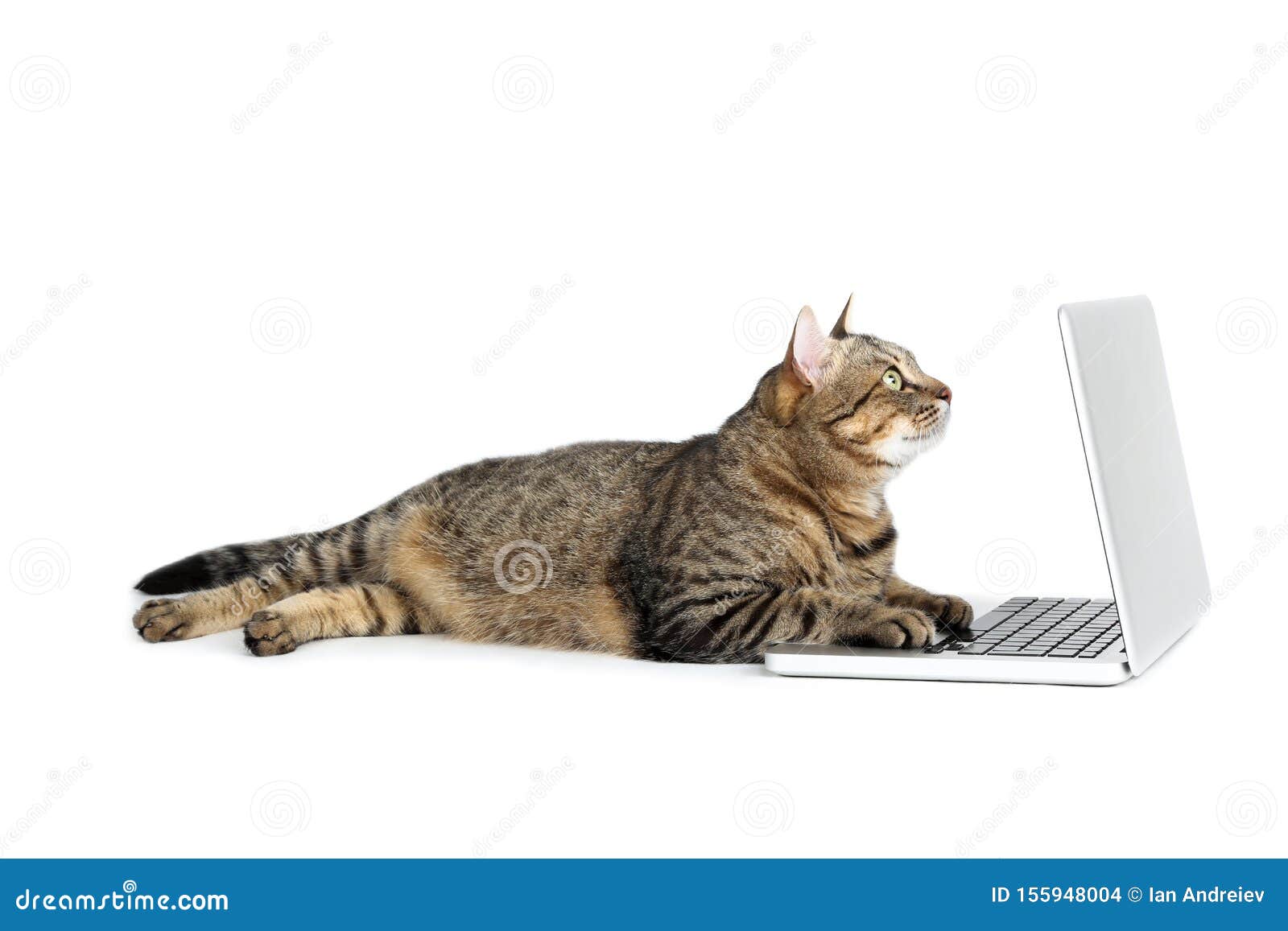 Cat Using Computer