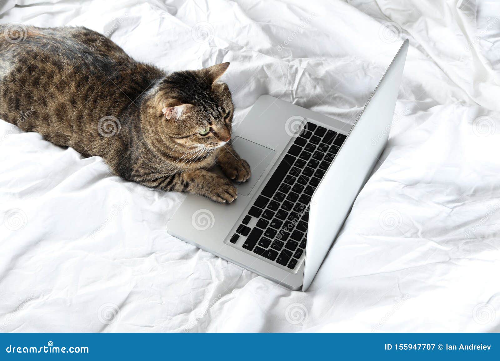 Cat with laptop computer stock image. Image of electronic - 155947707