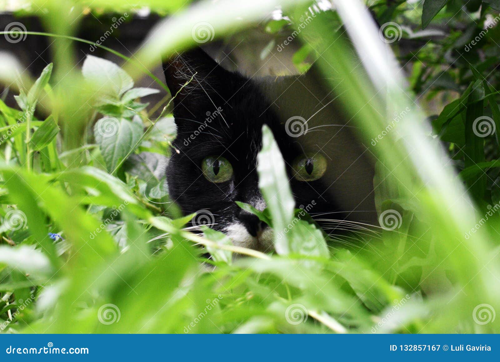 Cat stalking stock image. Image of animal, little, beautiful - 132857167