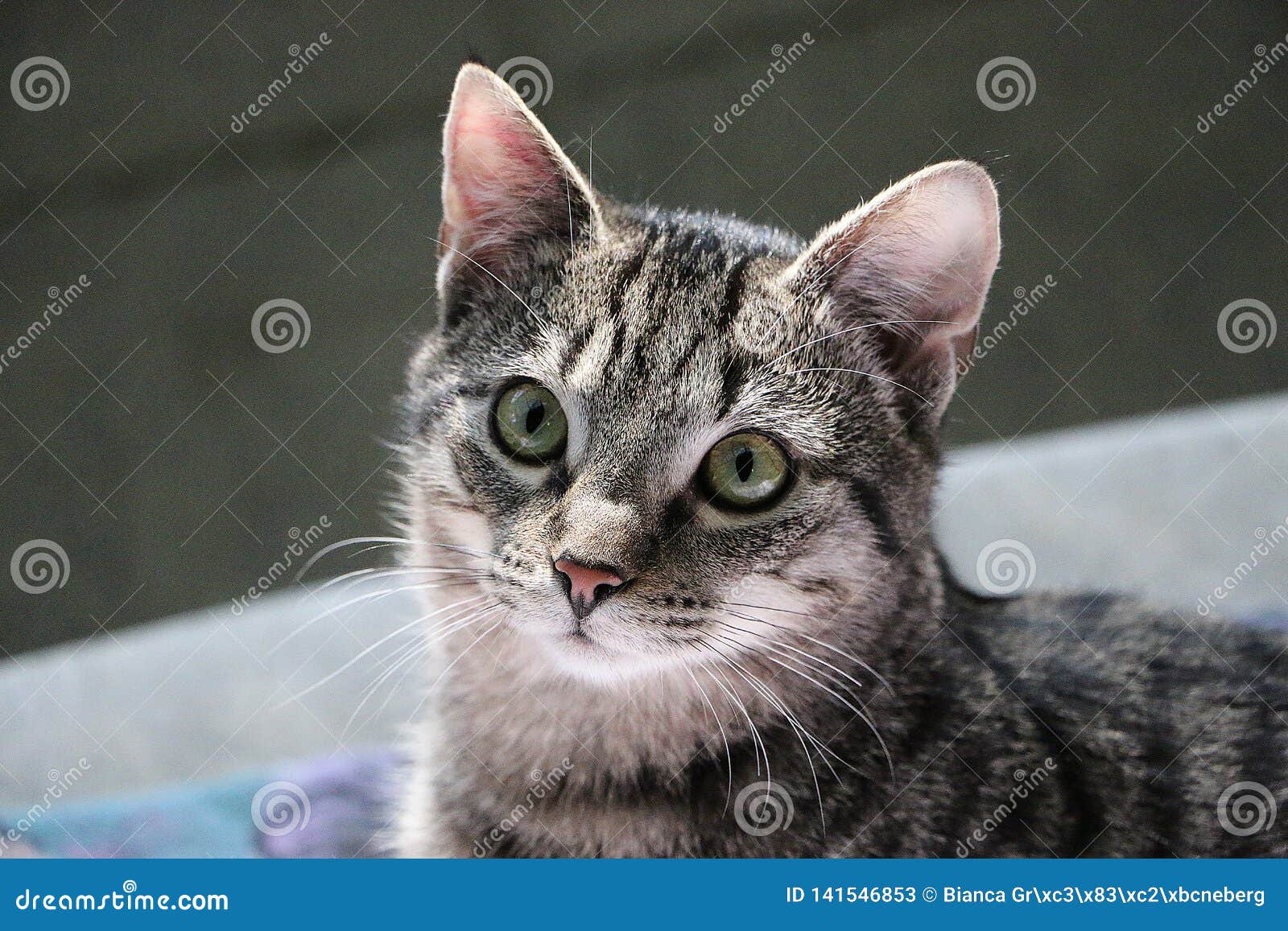 Beautiful Cat is Looking Up Stock Image - Image of charming, domestic ...