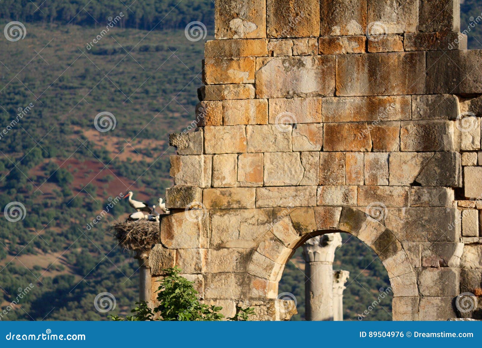 Beautiful cat stock photo. Image of pets, iranian, kitty - 89504976