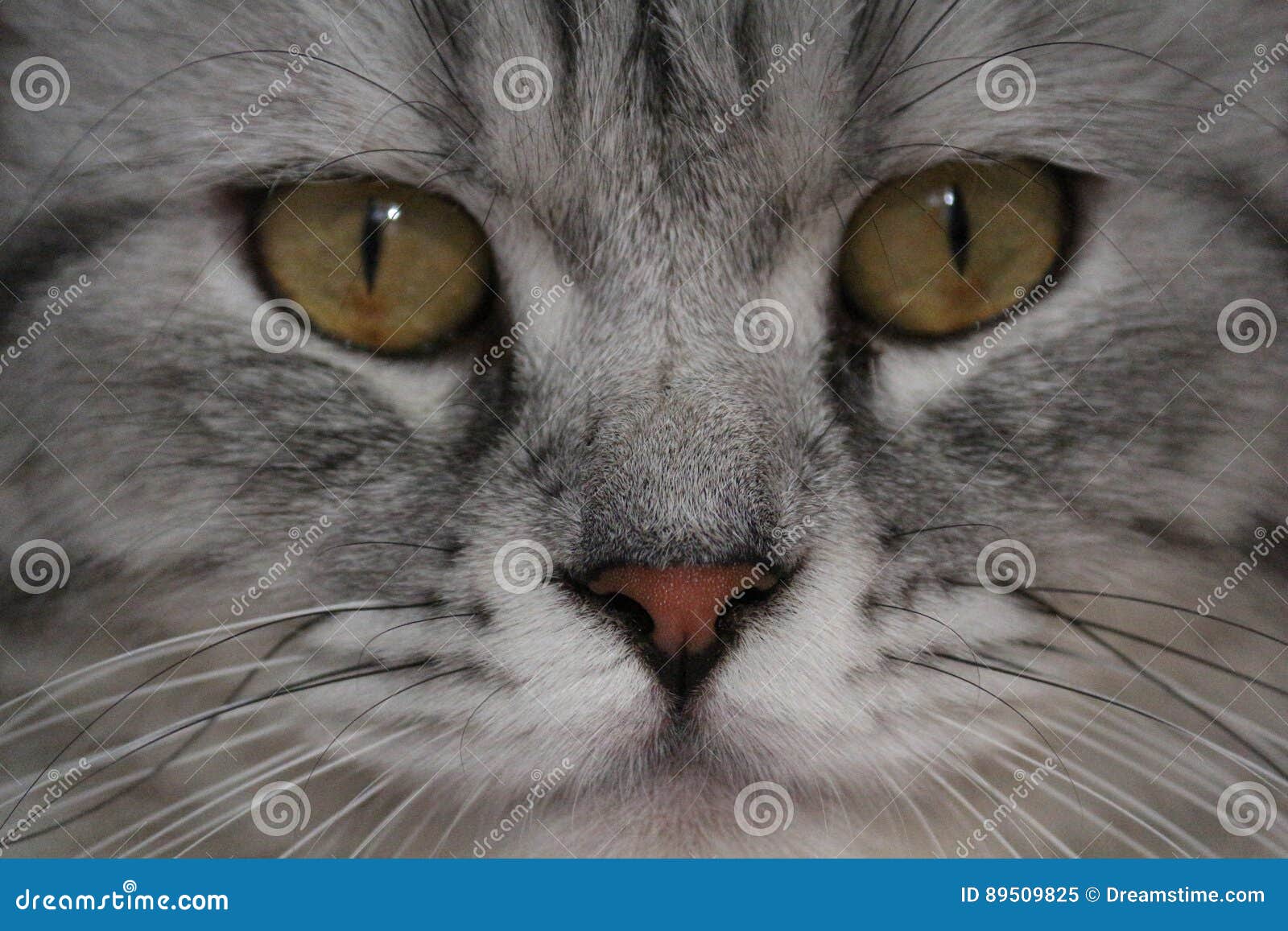 Beautiful cat stock image. Image of kitty, beautiful - 89509825