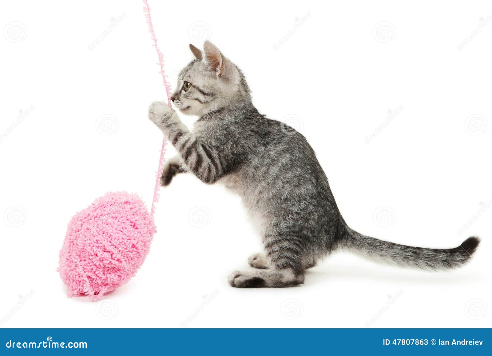 Beautiful Cat with Playing Ball Isolated on White Background Stock ...