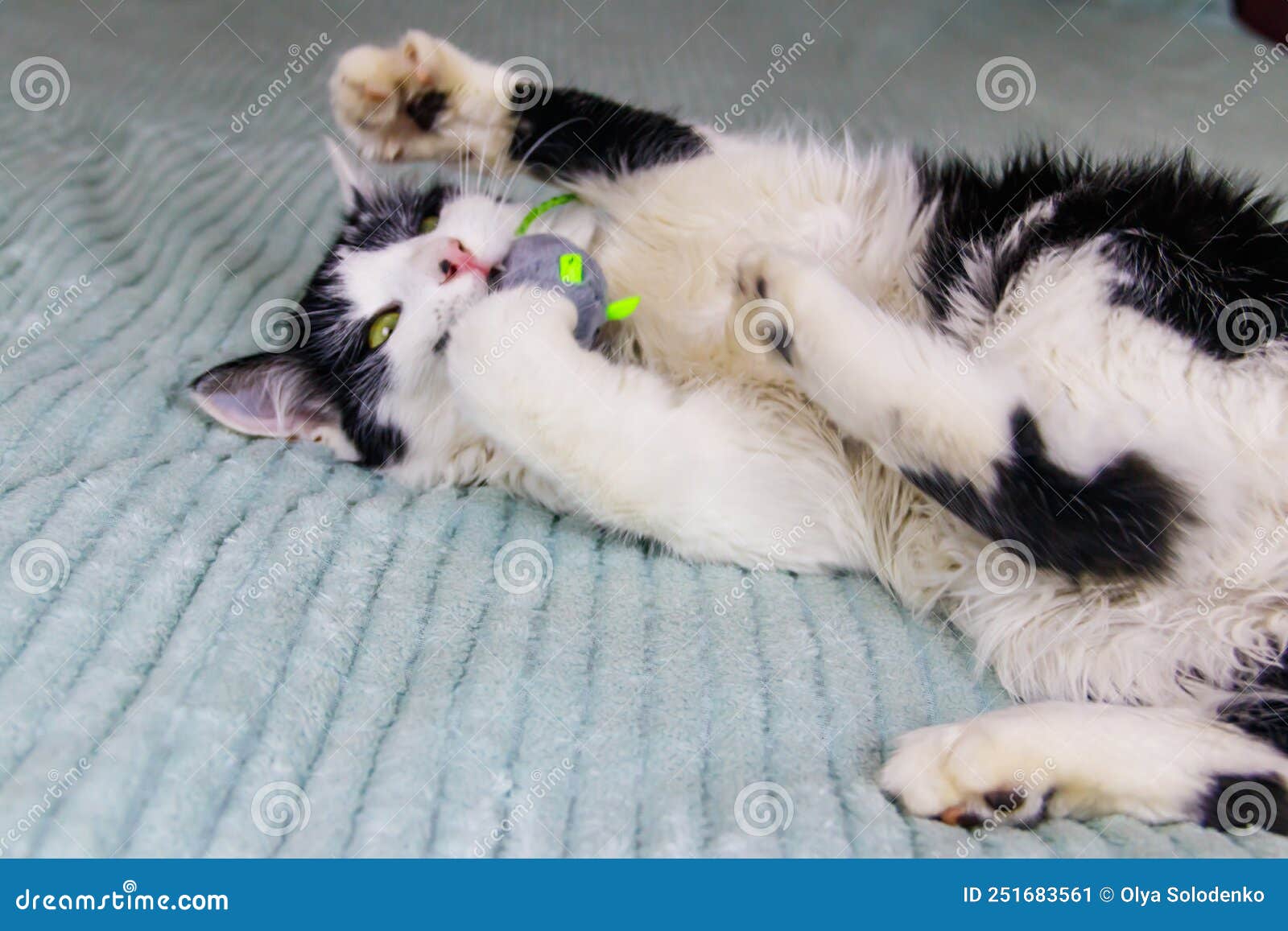 Beautiful Cat Playing with Mouse Toy on a Bed Stock Image - Image of ...