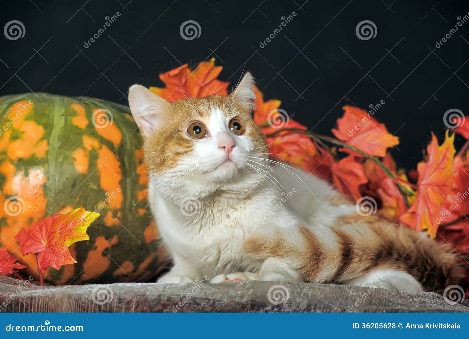 Beautiful Cat with Pumpkin and Autumn Foliage Stock Photo - Image of ...