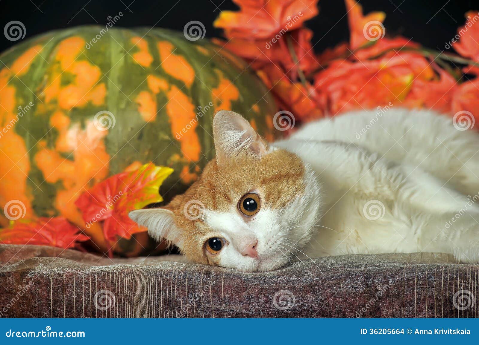 Beautiful Cat with Pumpkin and Autumn Foliage Stock Photo - Image of ...