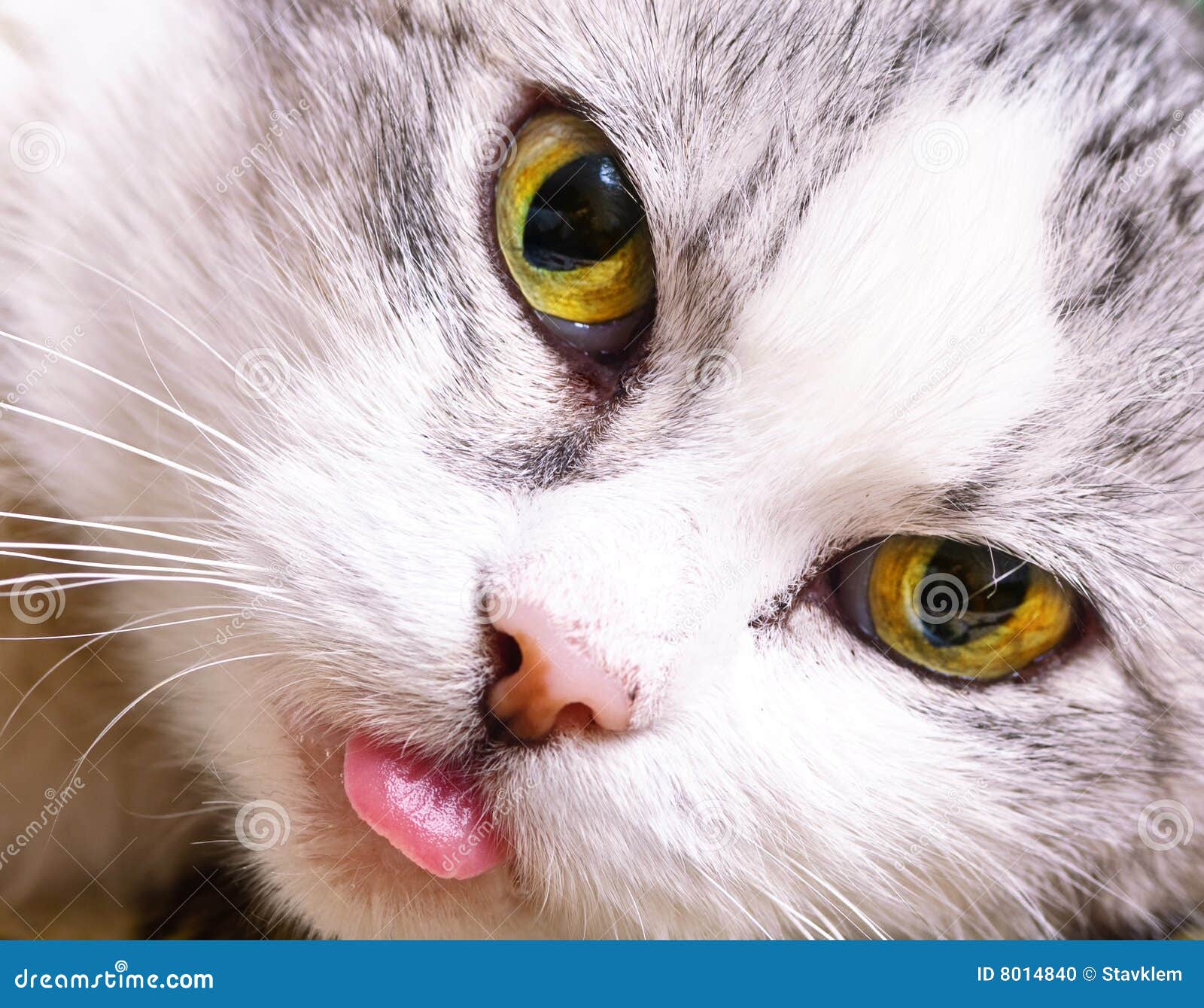 Beautiful cat s face stock photo. Image of cute, grey - 8014840