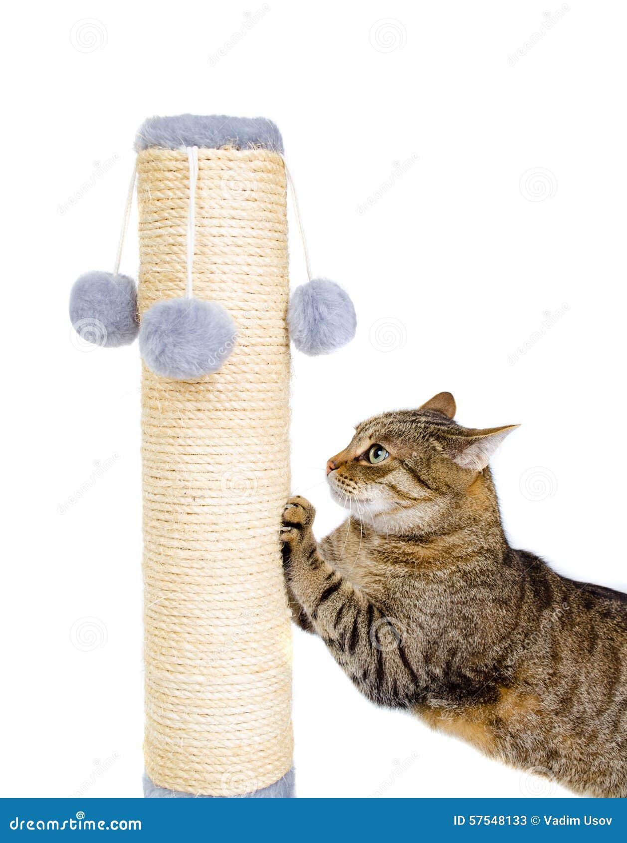 Beautiful Cat Sharpening Its Claws. Stock Image - Image of isolated ...