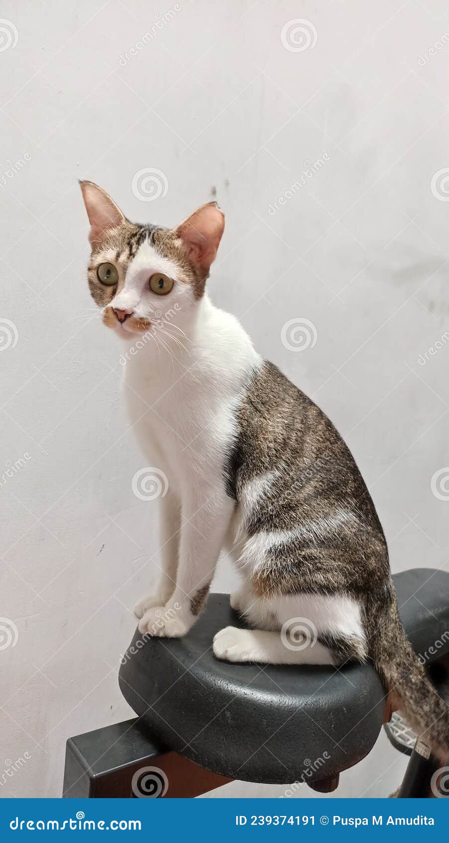 Beautiful Cat sit down stock image. Image of snout, white - 239374191