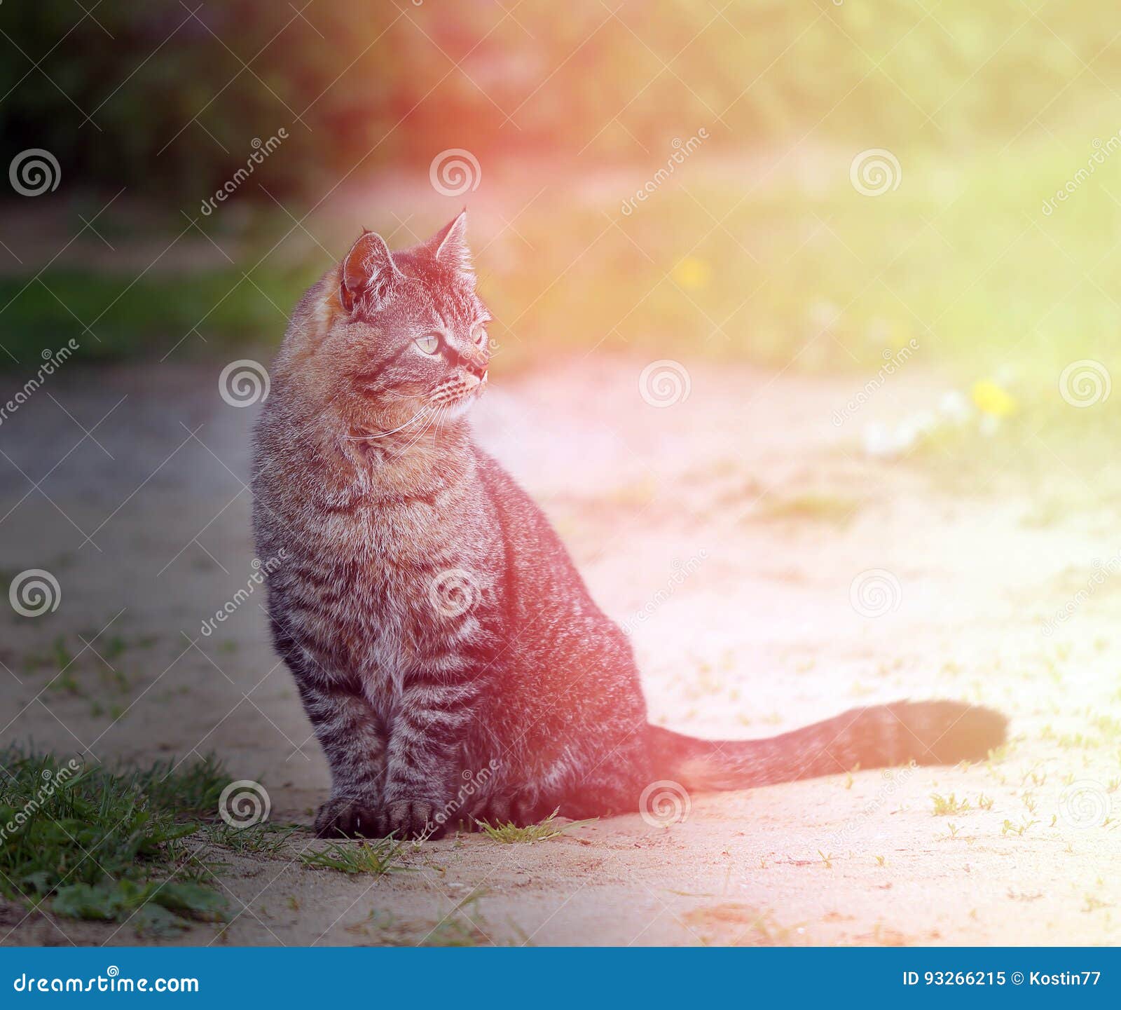 Beautiful cat sitting stock image. Image of hair, domestic - 93266215