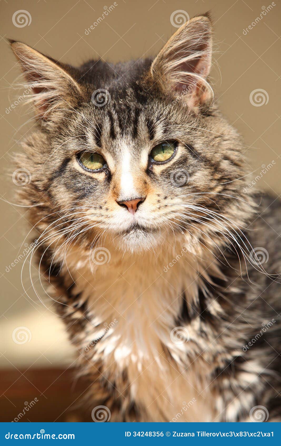 Beautiful Cat Sitting and Looking at You Stock Photo - Image of stare ...