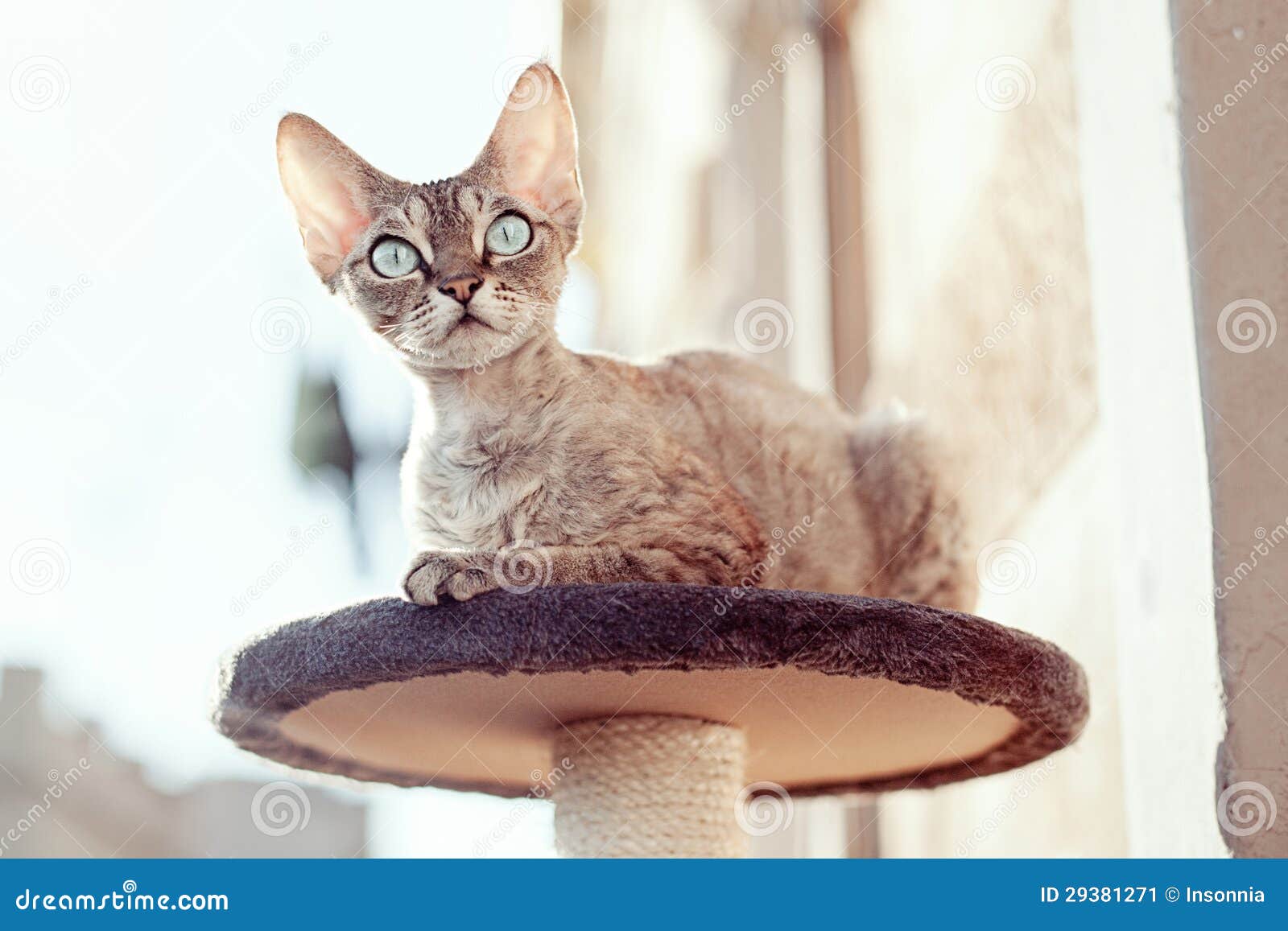 Beautiful Cat Sitting on the Scratching Post Stock Image - Image of ...