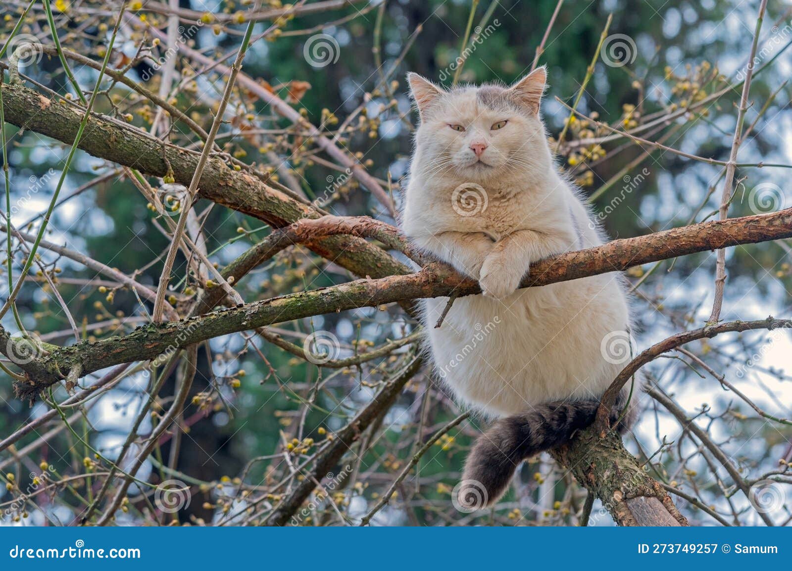 Beautiful Cat is Sitting on a Tree and Stock Image - Image of pretty ...