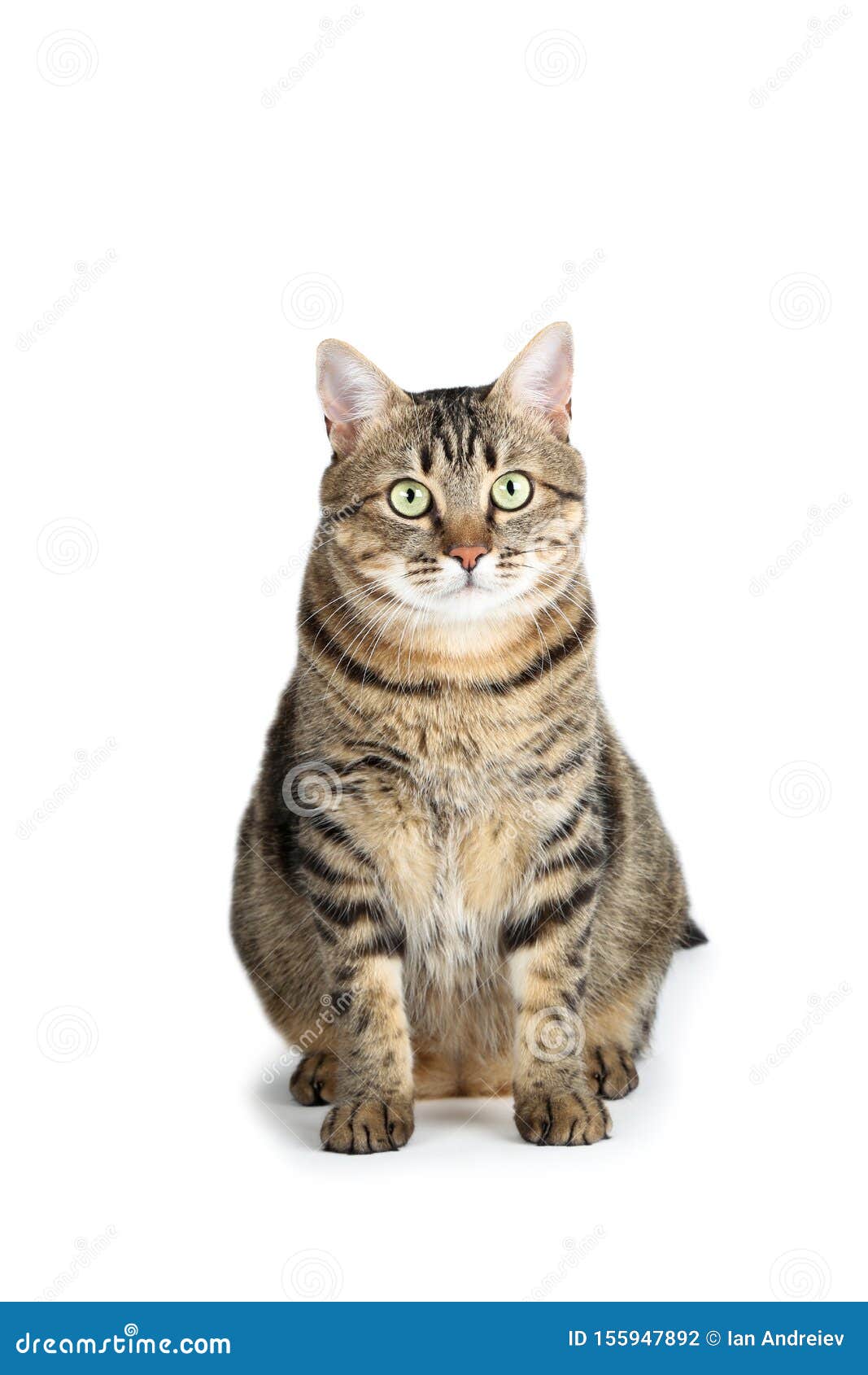 Beautiful cat stock photo. Image of kitten, feline, closeup - 155947892