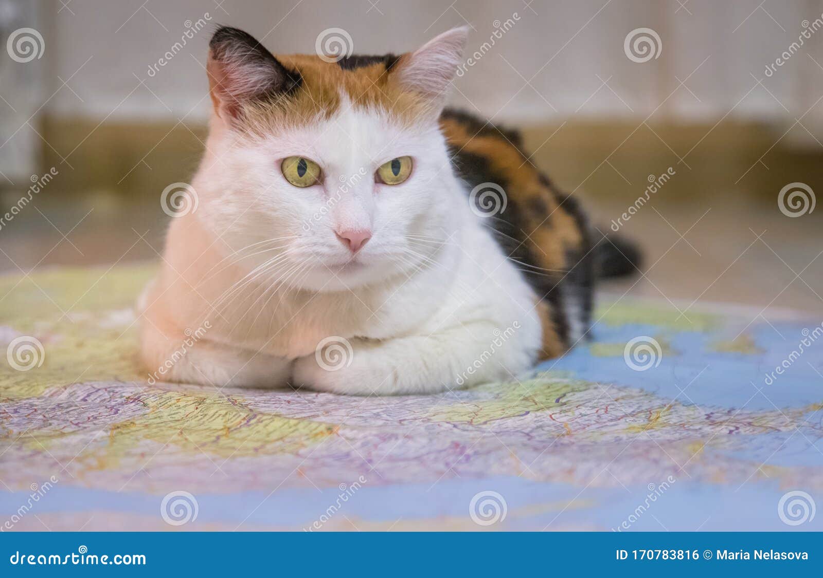 Beautiful Cat Sitting on the Map Stock Photo - Image of exploring ...