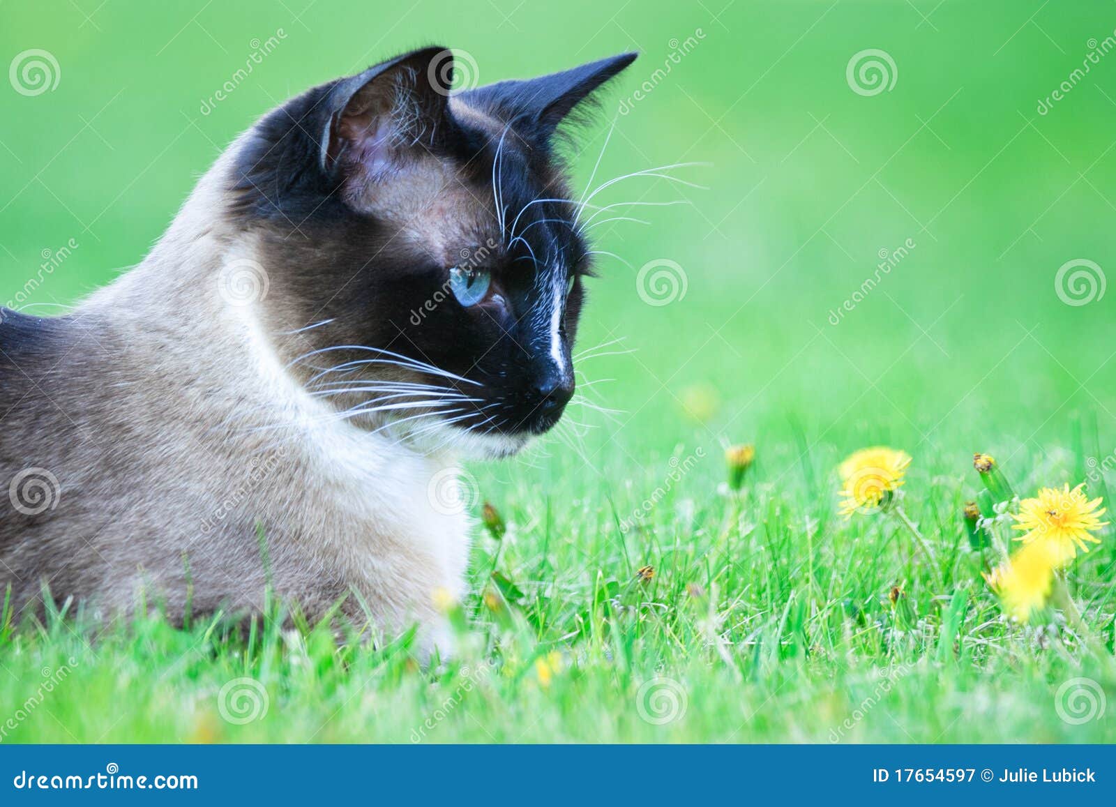Beautiful Cat Smelling the Flowers Stock Image - Image of blue ...