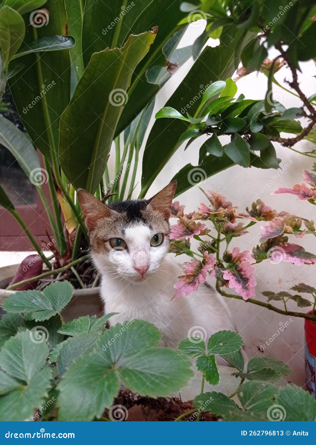 A Beautiful Cat between Some Plants Stock Image - Image of whiskers ...