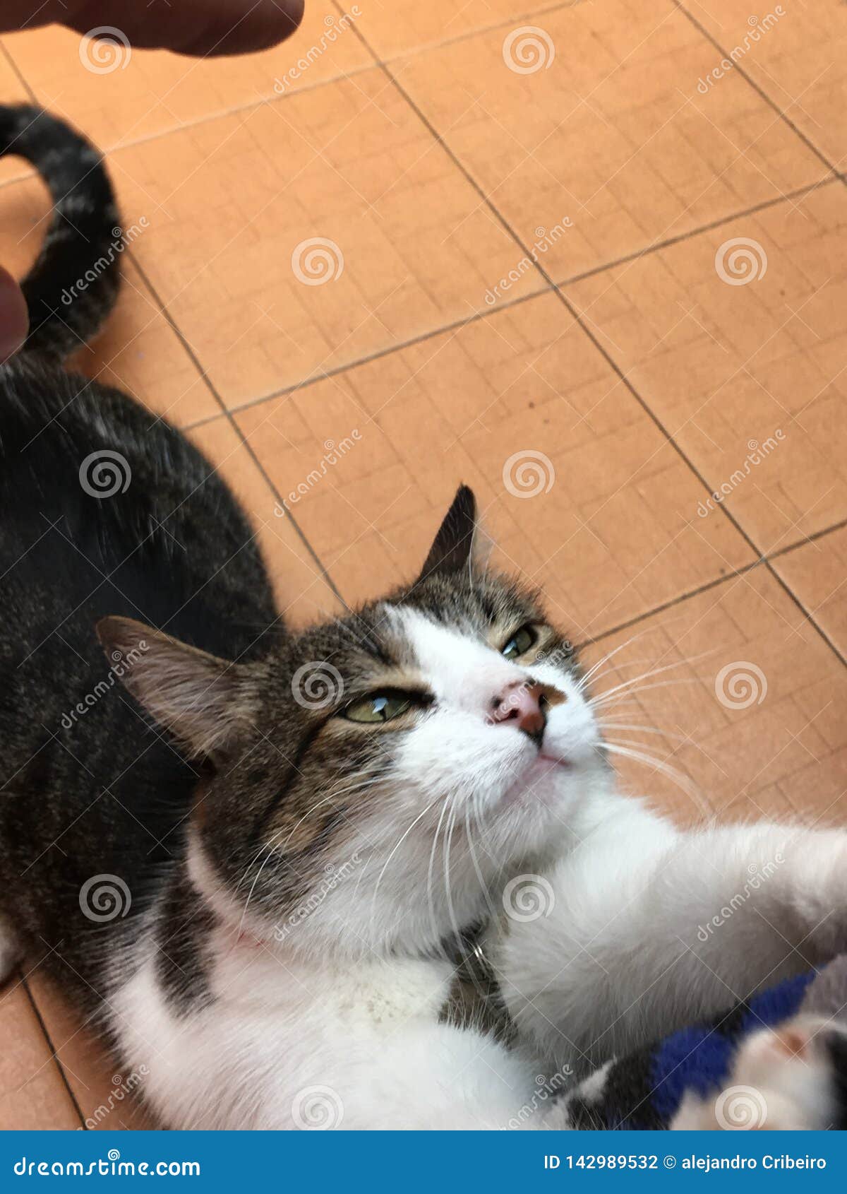 Cat stretching stock photo. Image of stretching, beautiful - 142989532