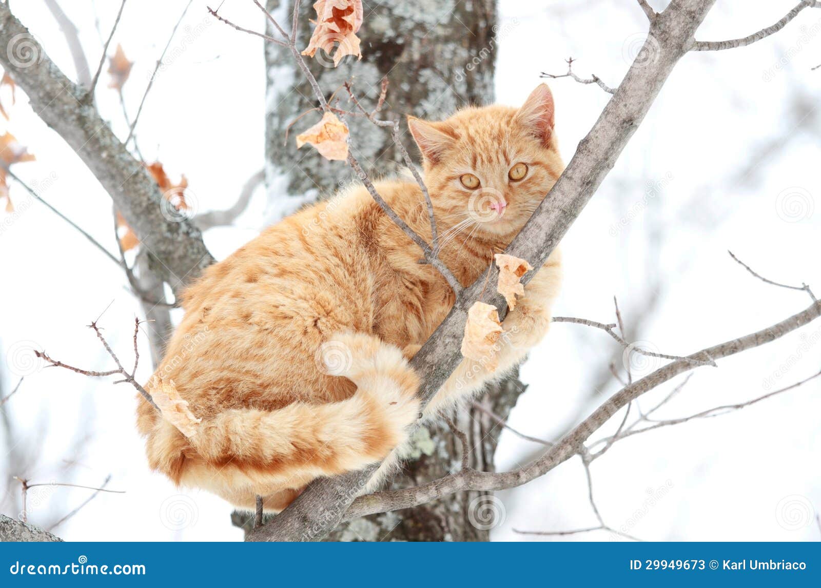 Cat in a tree stock image. Image of nature, mammal, quebec - 29949673