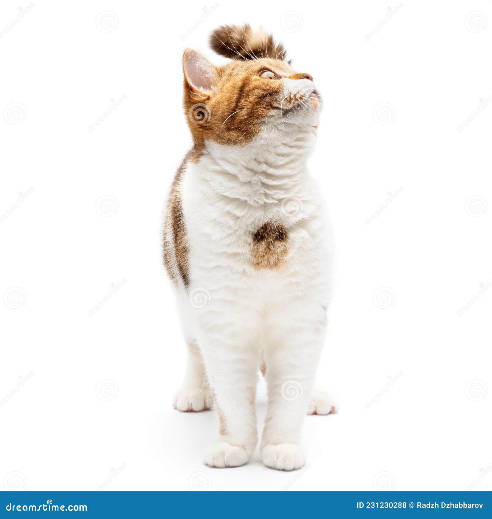 Beautiful Cat Walk and Looking in Empty Space Isolated on White ...