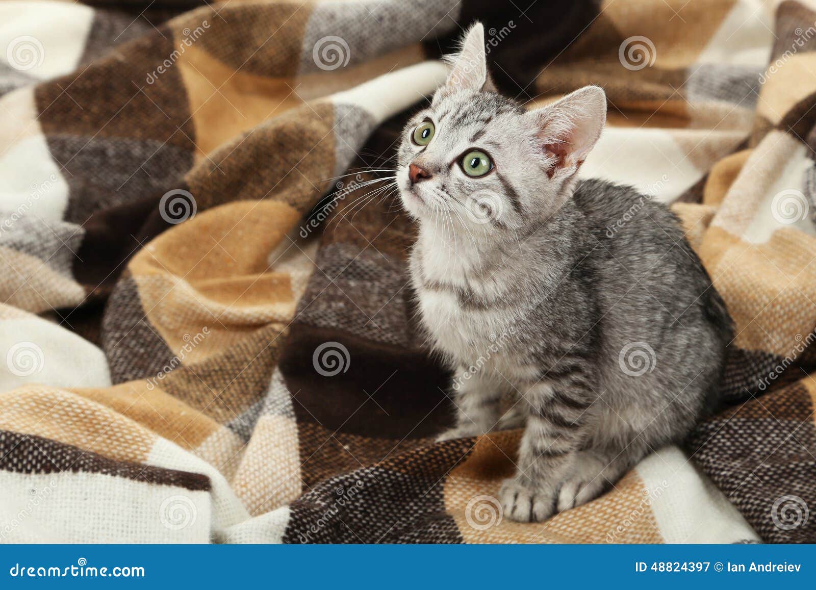 Beautiful Cat on a Warm Plaid Stock Image - Image of gray, tabby: 48824397