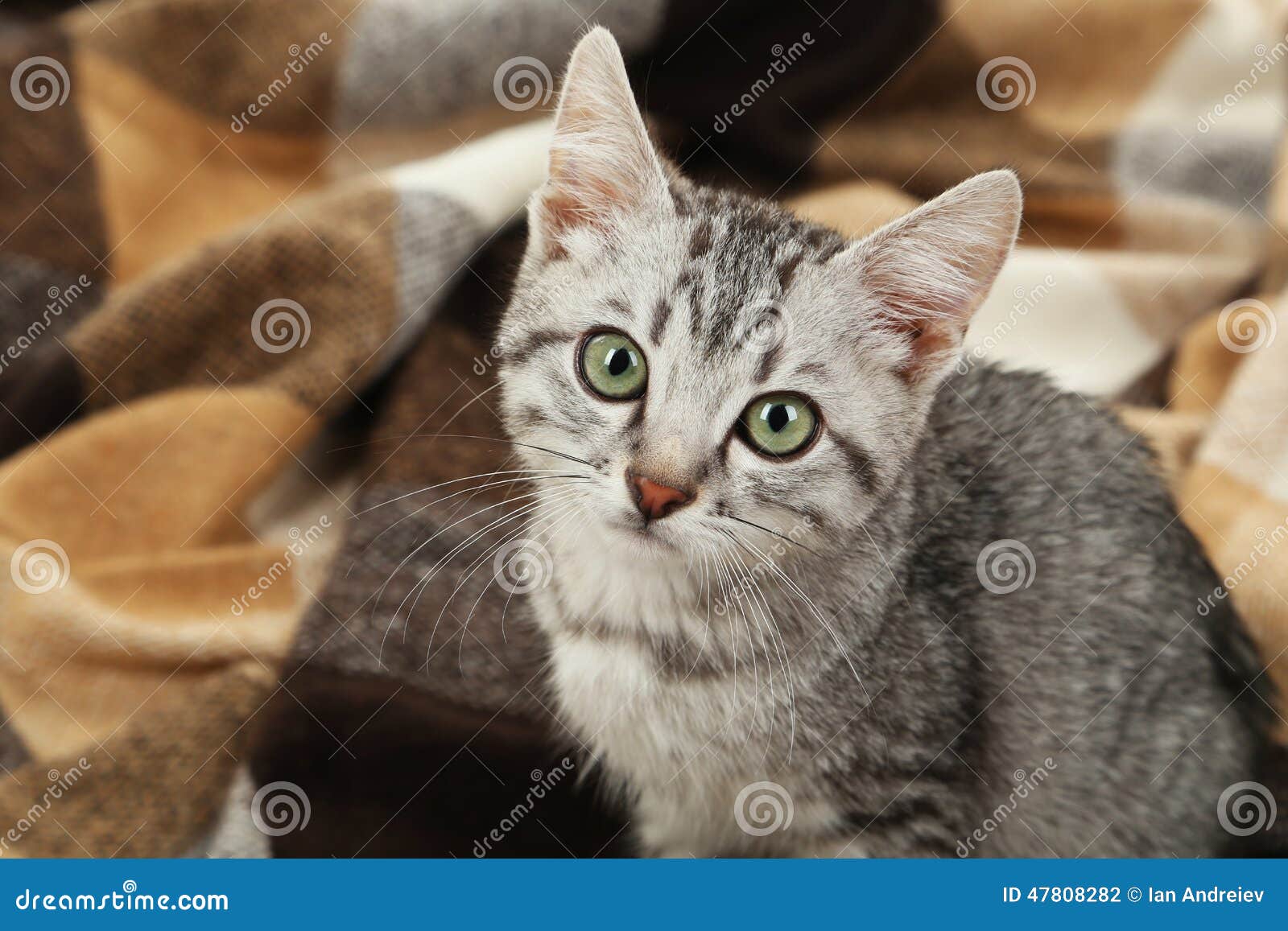 Beautiful Cat on Warm Plaid, Close Up Stock Photo - Image of striped ...