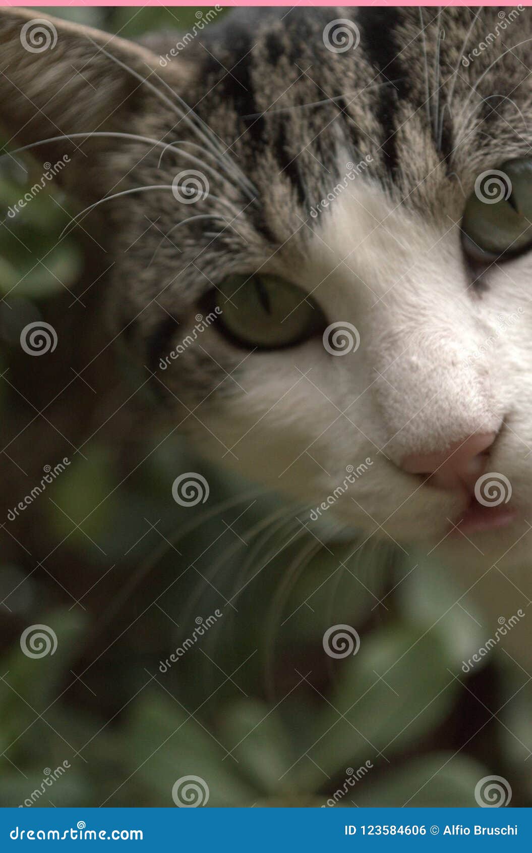Beautiful Cat Whit Curios Look Stock Photo - Image of cats, look: 123584606