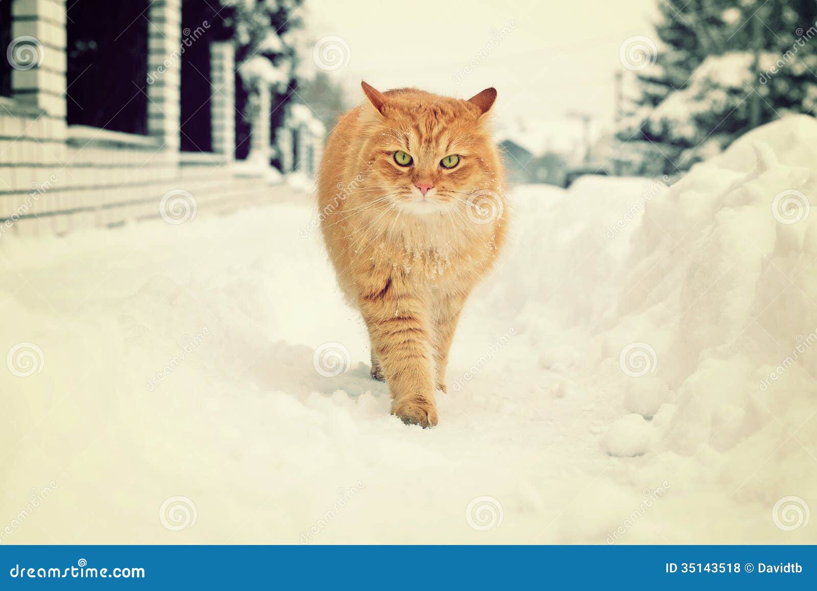 Beautiful cat in winter stock photo. Image of kitty, funny - 35143518