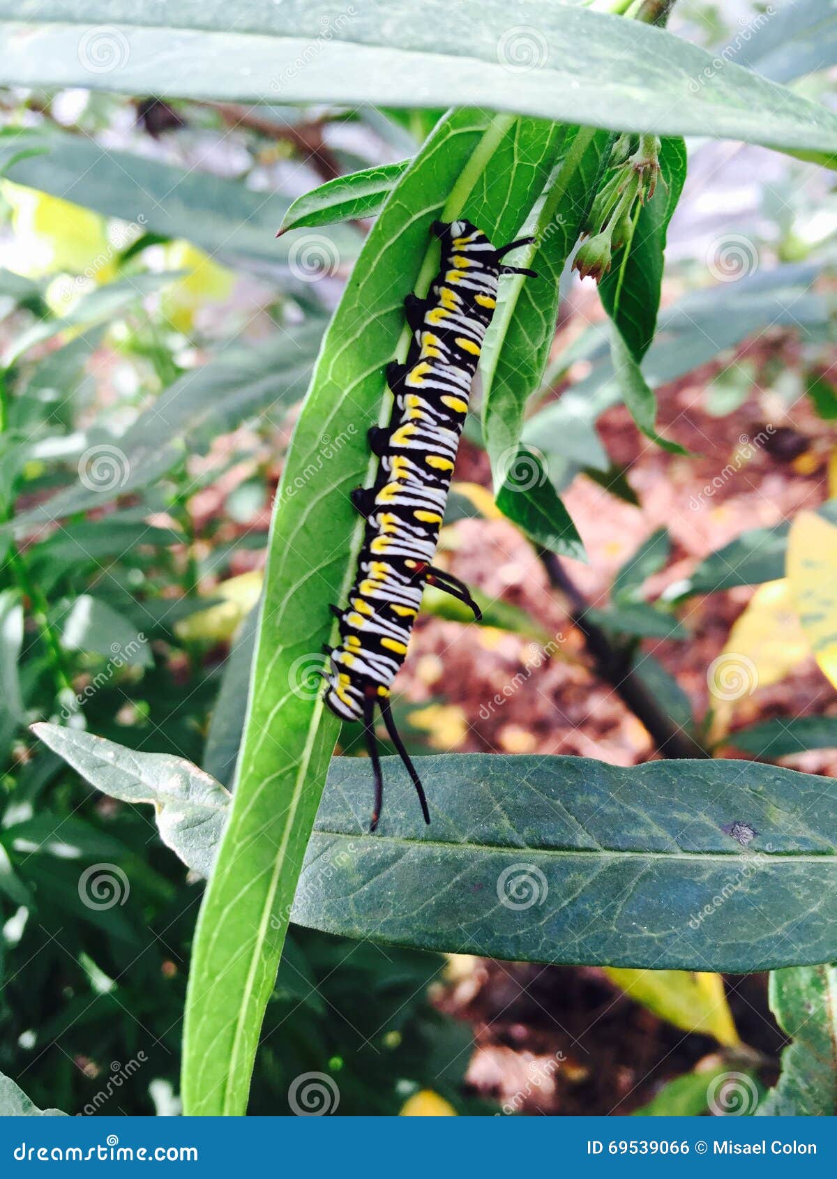 Beautiful caterpillar stock photo. Image of green, nature - 69539066