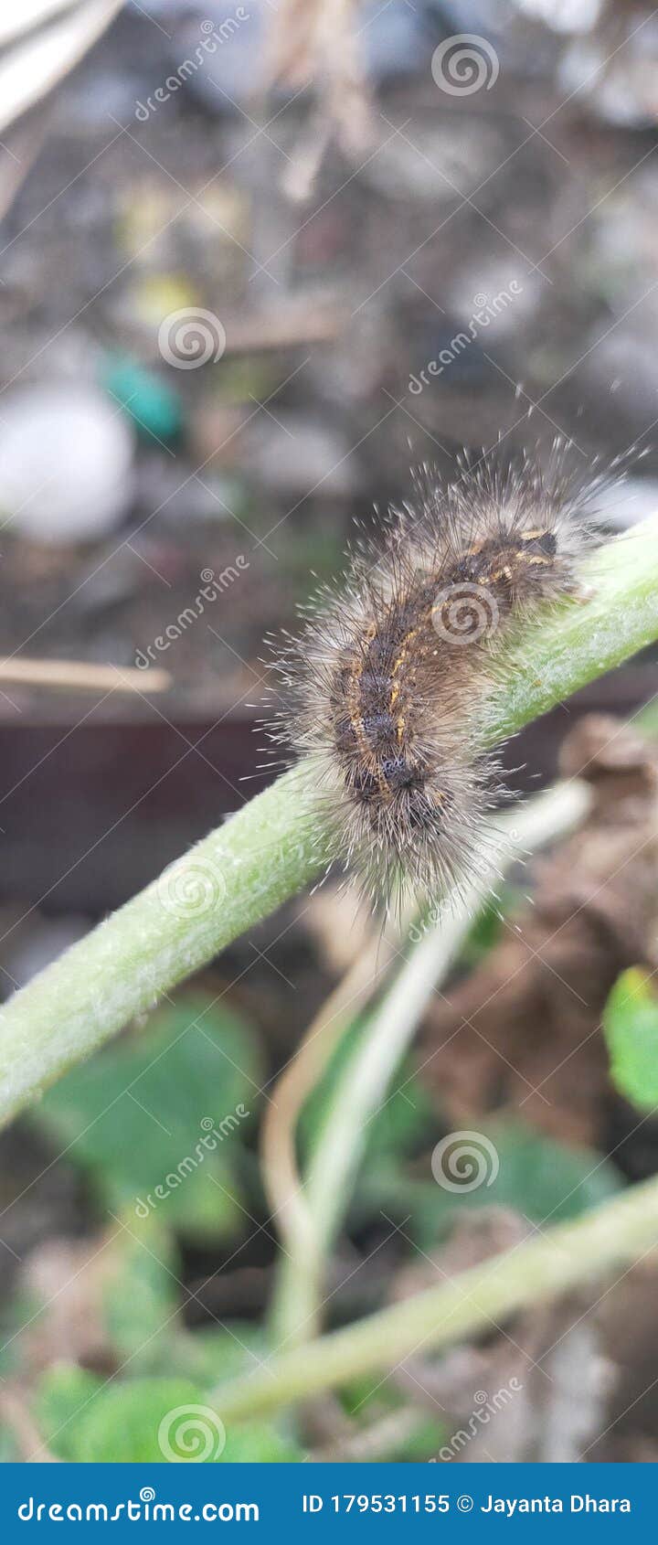 Beautiful Caterpillar Nature Outdoor Stock Image - Image of caterpillar ...