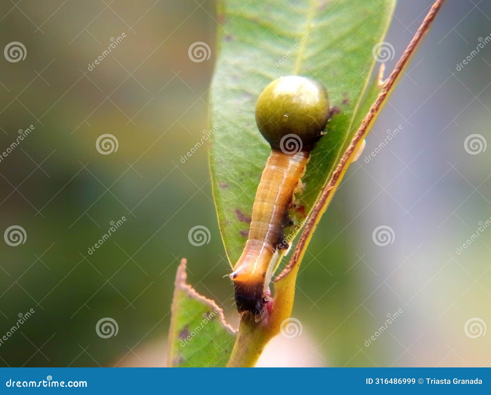 Beautiful caterpillar stock image. Image of color, invertebrate - 316486999