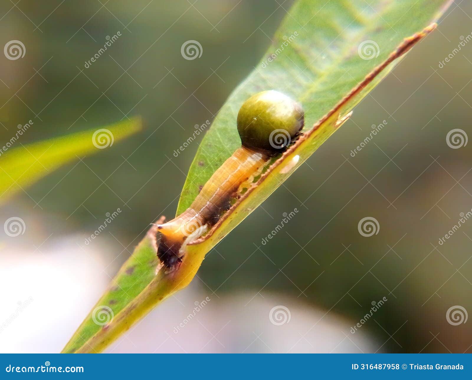 Beautiful caterpillar stock photo. Image of beauty, colorful - 316487958