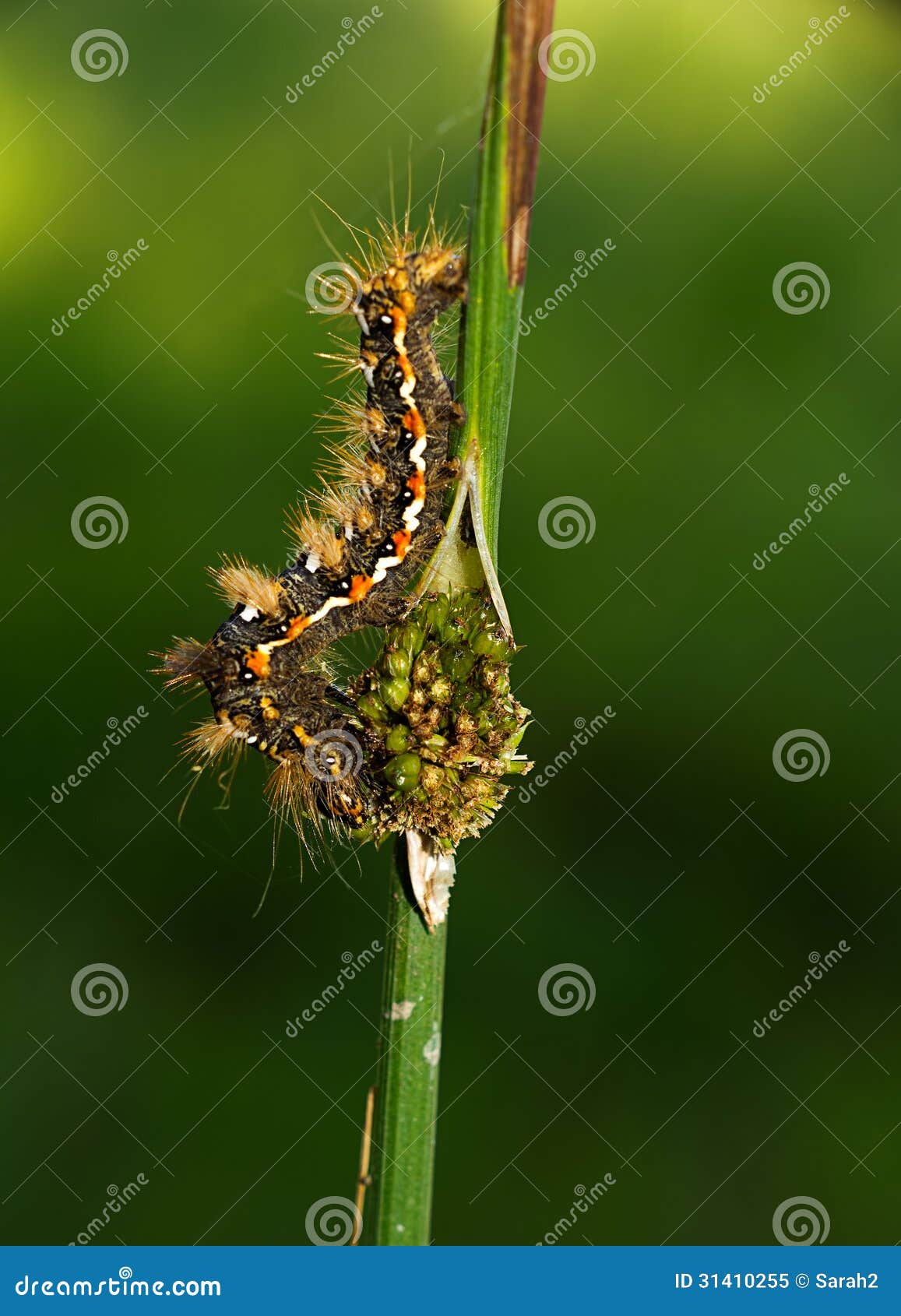 Beautiful Caterpillar of Yellow-tail Moth Euproctis Similis Stock Image ...