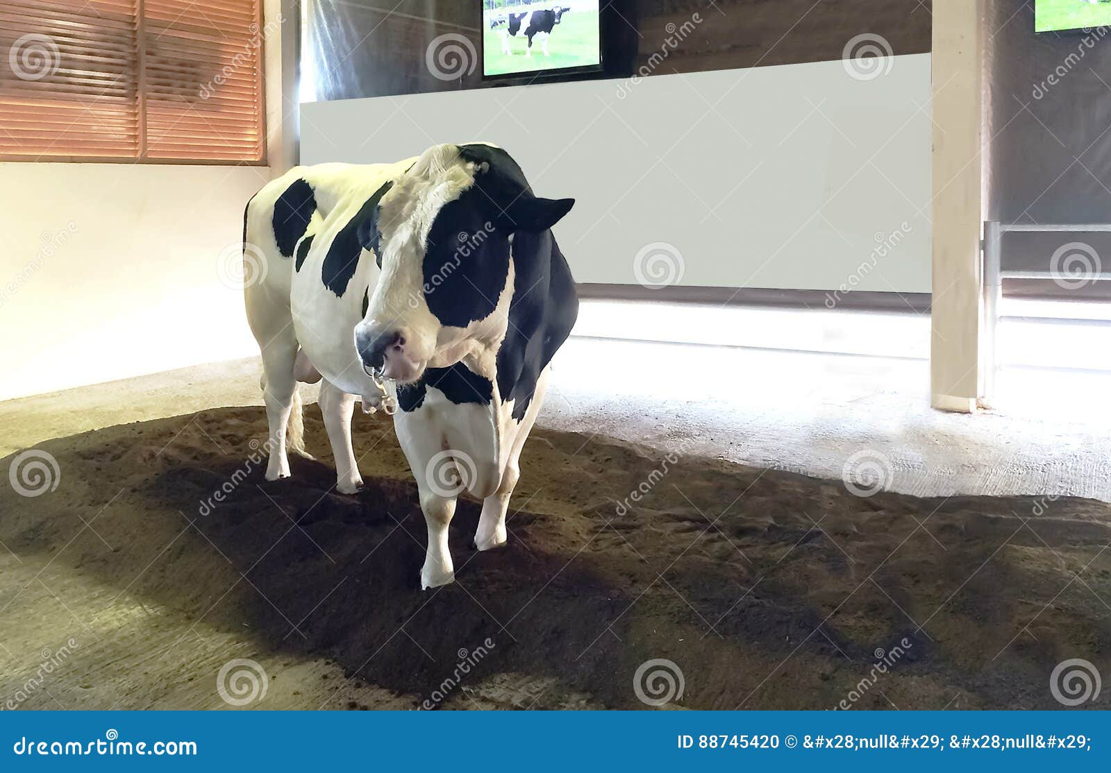 Beautiful Cattle Breeder Standing on the Mound. Stock Photo - Image of ...