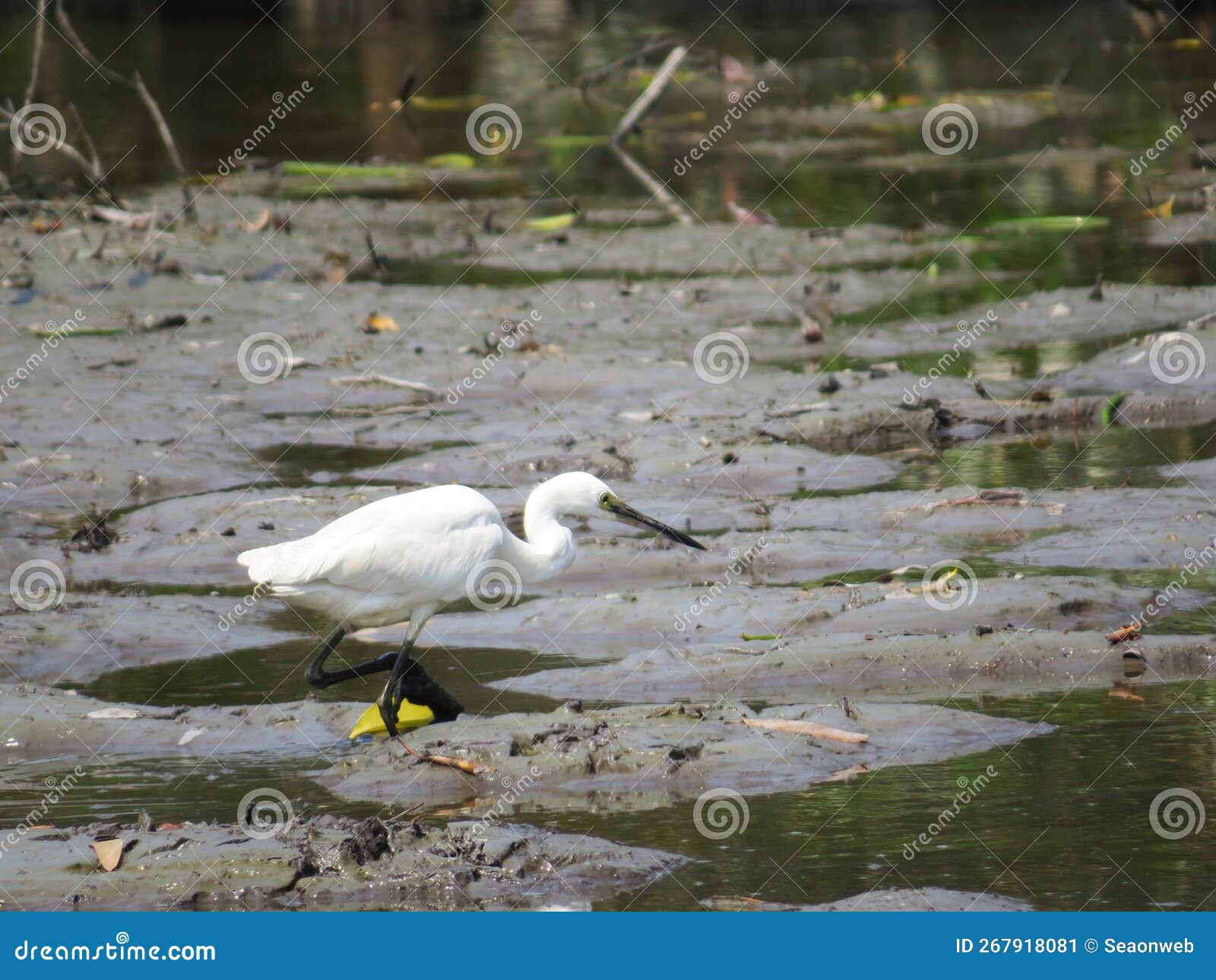 A Beautiful Cattle Egret Bird into the Lake Stock Image - Image of ...