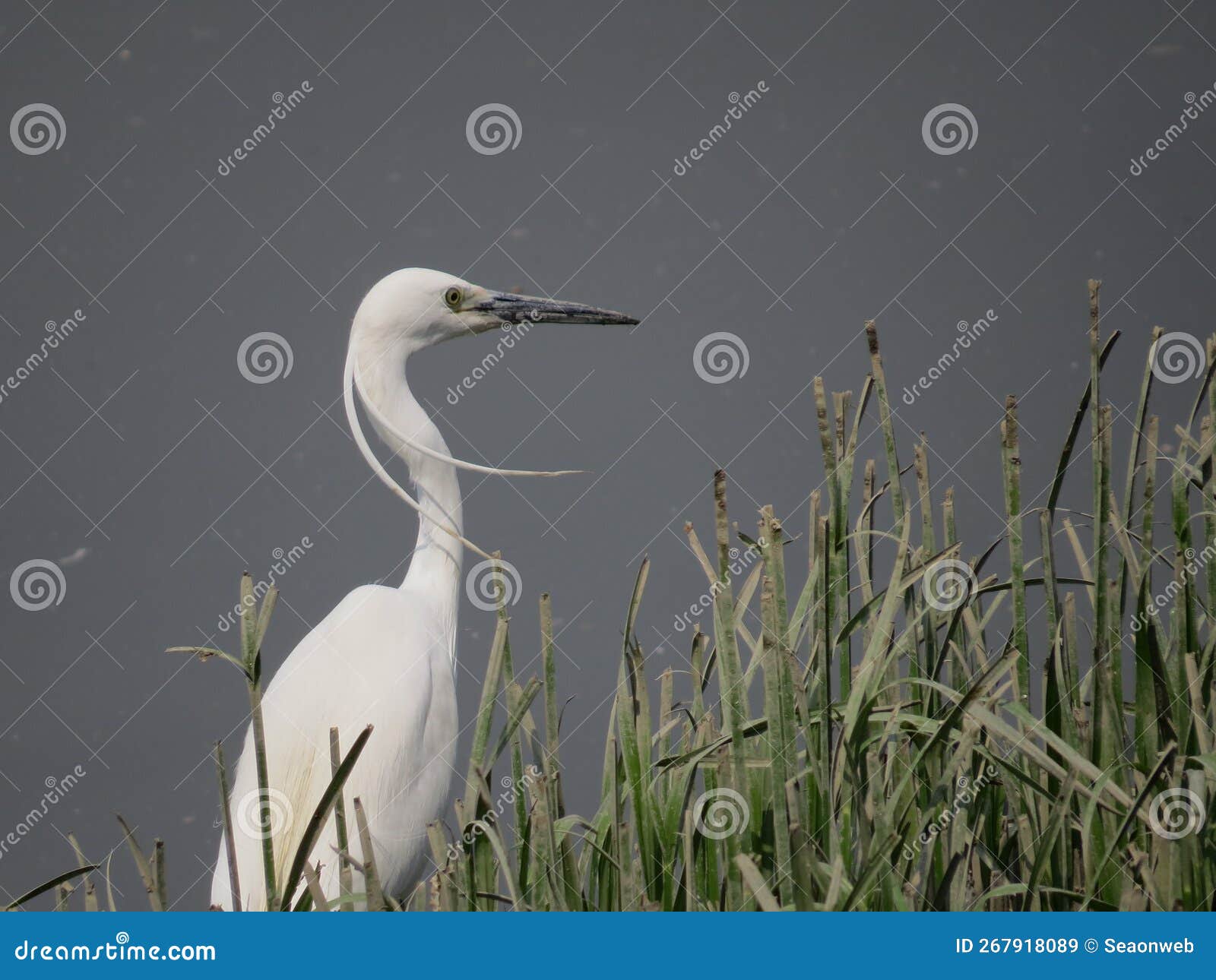 A Beautiful Cattle Egret Bird into the Lake Stock Image - Image of ...